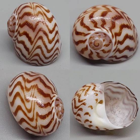 shellauction.net :: Tanea undulata - 3574457