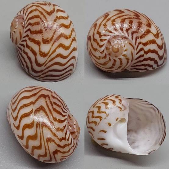 shellauction.net :: Tanea undulata - 3574458