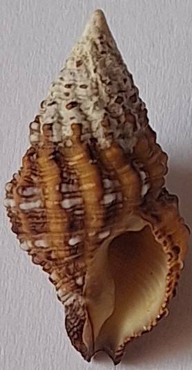 shellauction.net :: Peristernia lirata - 3574465