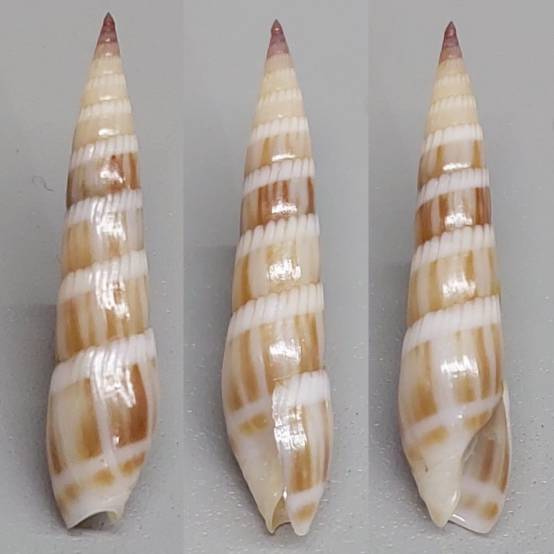 shellauction.net :: Hastula hastata - 3574467