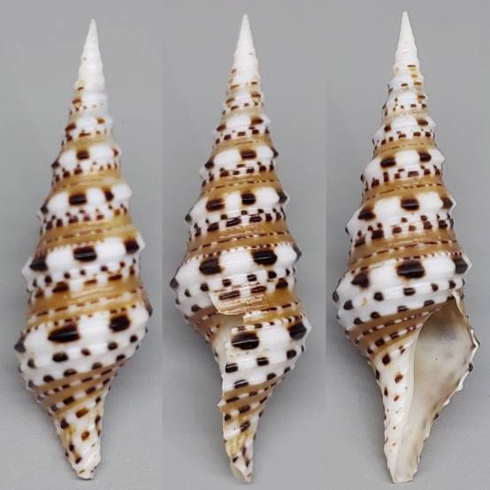 shellauction.net :: Turris spectabilis - 3574480