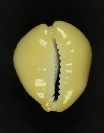shellauction.net :: Cypraea moneta - 3574654