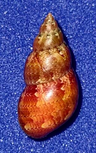 shellauction.net :: Phasianella solida - 3574656