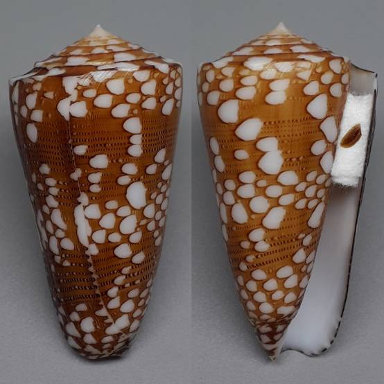 shellauction.net :: Conus nobilis - 3574668