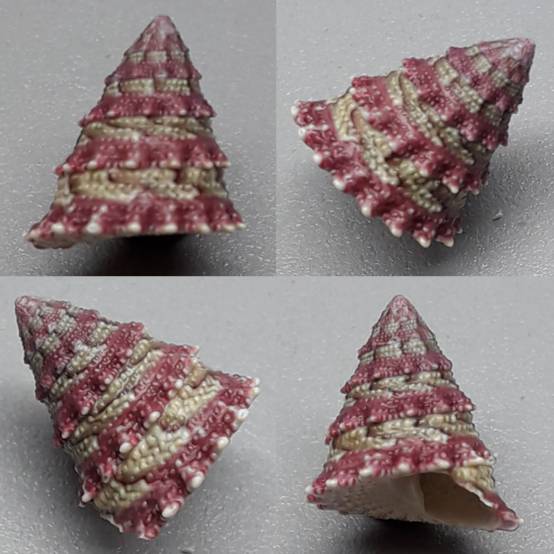 shellauction.net :: Trochus cumingii - 3574901