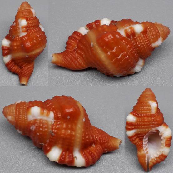 shellauction.net :: Cymatium rubeculum - 3575124