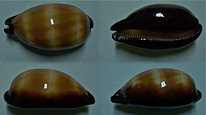 shellauction.net :: Talparia talpa saturata - 3575446