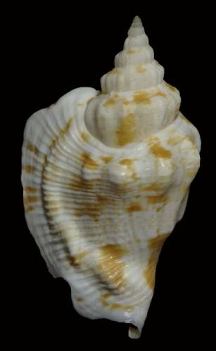 shellauction.net :: Dolomena pulchella - 3575480
