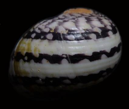 shellauction.net :: Neritodryas cornea - 3575550