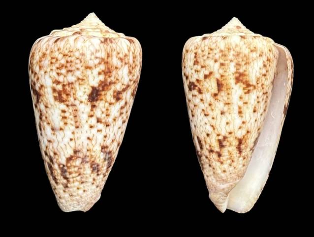 shellauction.net :: Conus zeylanicus - 3575558