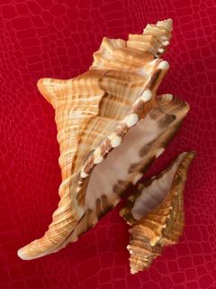 shellauction.net :: Cymatiidae cymatium raderi - 3575566