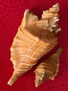 shellauction.net :: Cymatiidae cymatium raderi - 3575566