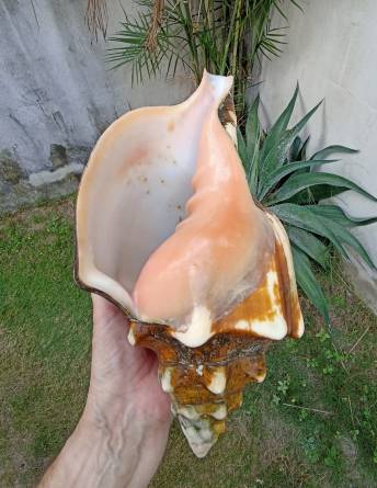 shellauction.net :: Turbinella angulata - 3575569