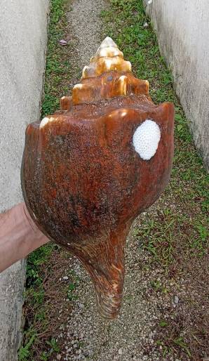 shellauction.net :: Turbinella angulata - 3575569