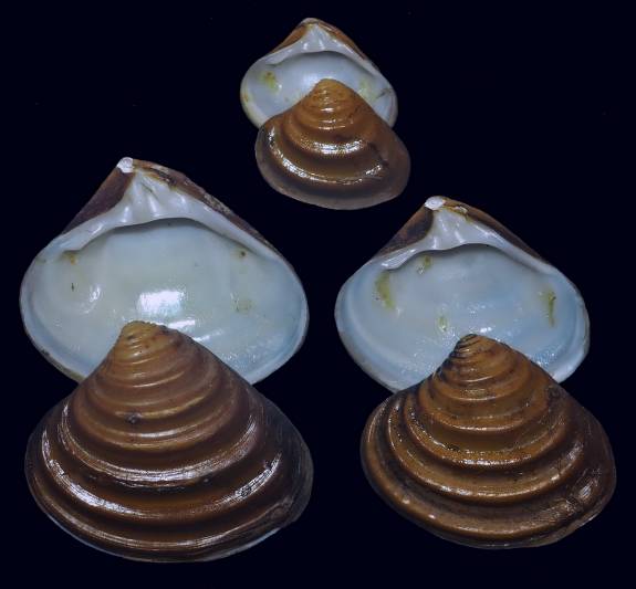 shellauction.net :: Tridonta elliptica - 3575612