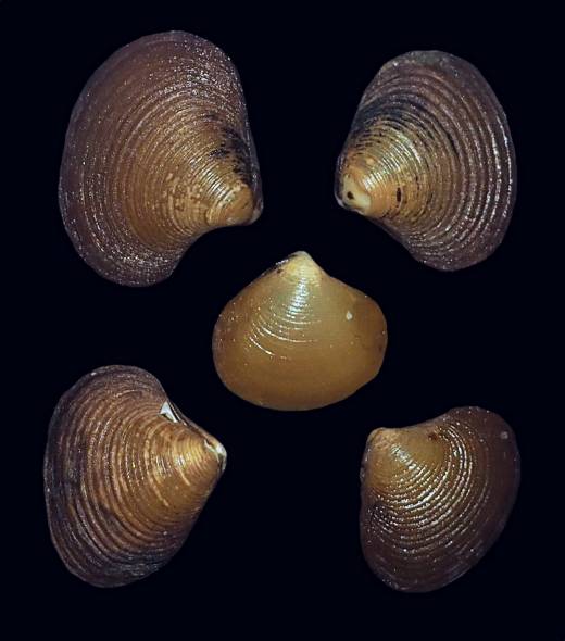 shellauction.net :: Tridonta montagui - 3575615