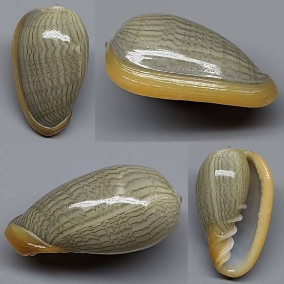 shellauction.net :: Cryptospira strigata - 3575736