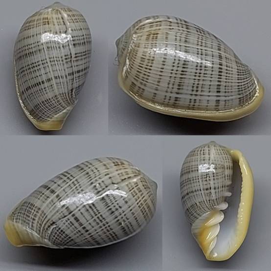 shellauction.net :: Cryptospira elegans - 3575739