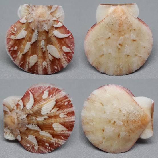 shellauction.net :: Pecten pyxidatus - 3576087