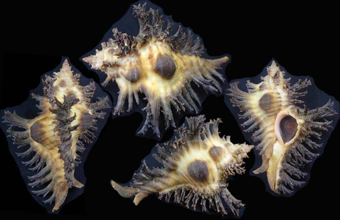 shellauction.net :: Chicoreus brunneus - 3576095