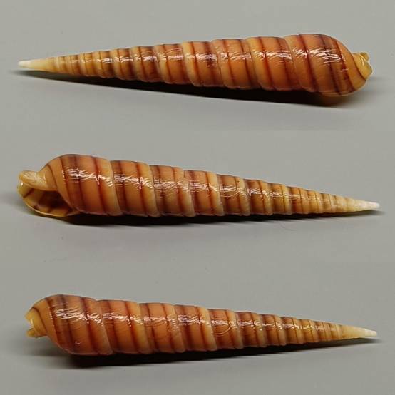 shellauction.net :: Terebra sp. - 3576373