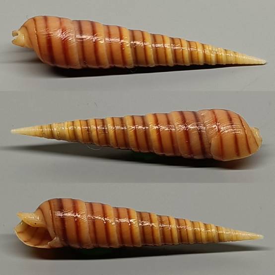 shellauction.net :: Terebra sp. - 3576375