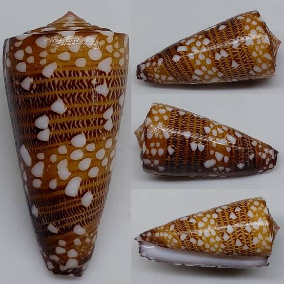 shellauction.net :: Conus victor - 3576997