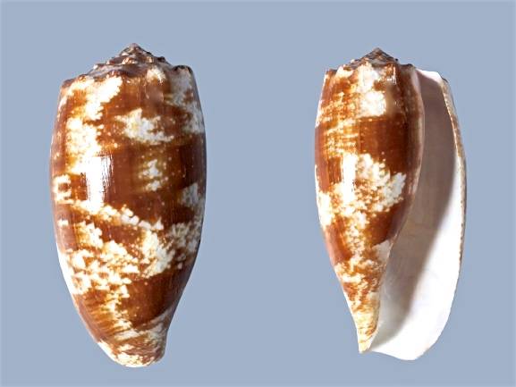 shellauction.net :: Conus geographus - 3577034