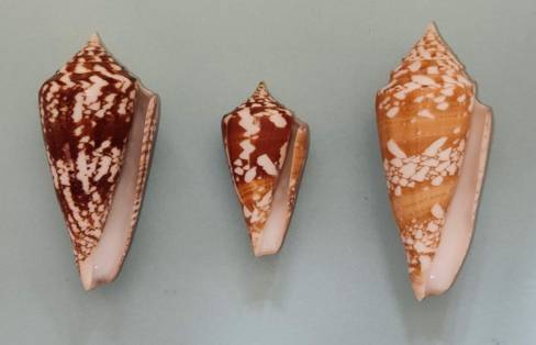 shellauction.net :: Conus amadis - 3577073