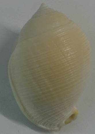 shellauction.net :: Semicassis craticulata - 3577651