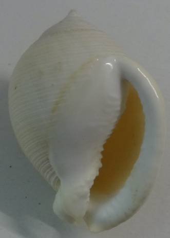 shellauction.net :: Semicassis craticulata - 3577651