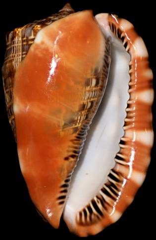 shellauction.net :: Cypraecassis tenuis - 3578084