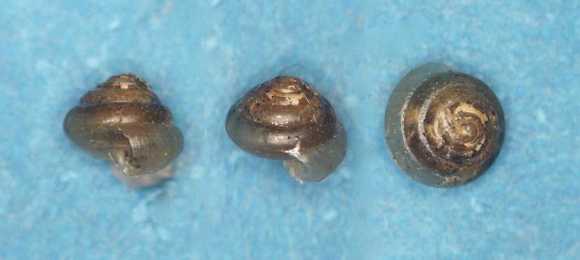 shellauction.net :: Euconulus fulvus - 3578085