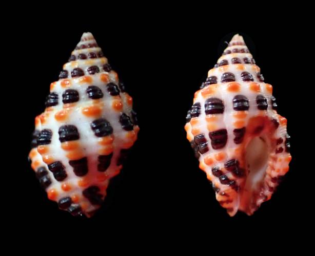 shellauction.net :: Engina alveolata - 3578135