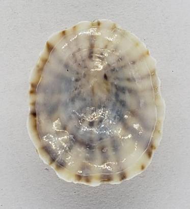 shellauction.net :: Scurria plana - 3578151