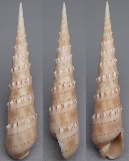 shellauction.net :: Terebra sp. - 3578476