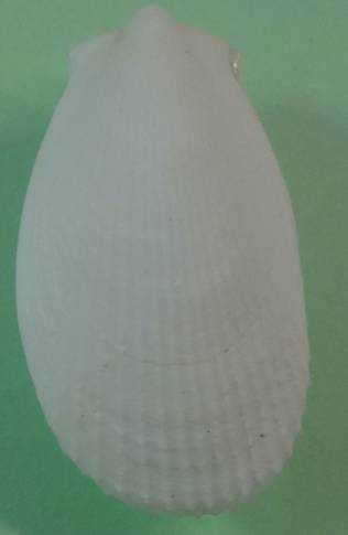 shellauction.net :: Limatula strangei - 3578651