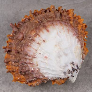 shellauction.net :: Spondylus calcifer - 3578673