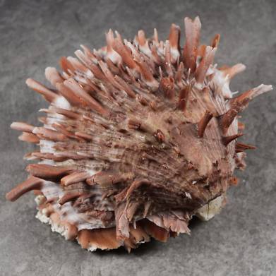 shellauction.net :: Spondylus crassisquama - 3578686