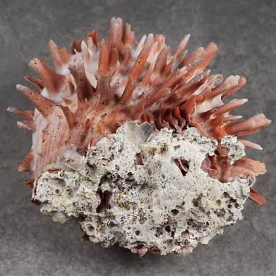 shellauction.net :: Spondylus crassisquama - 3578686