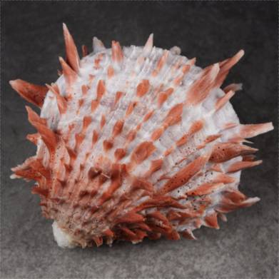 shellauction.net :: Spondylus crassisquama - 3578687