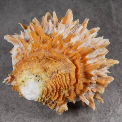 shellauction.net :: Spondylus crassisquama - 3578690