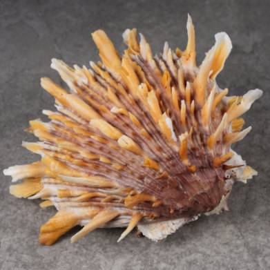 shellauction.net :: Spondylus crassisquama - 3578694