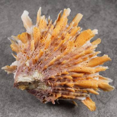 shellauction.net :: Spondylus crassisquama - 3578694