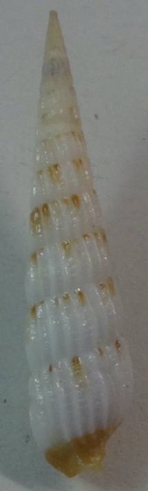 shellauction.net :: Myurella burchi - 3578701