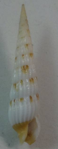 shellauction.net :: Myurella burchi - 3578701