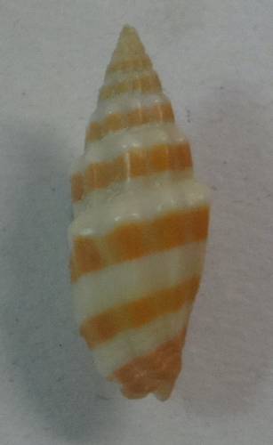 shellauction.net :: Vexillum deshayesii - 3578744