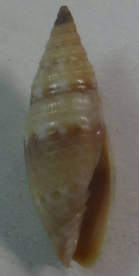 shellauction.net :: Swainsonia ocellata - 3578751