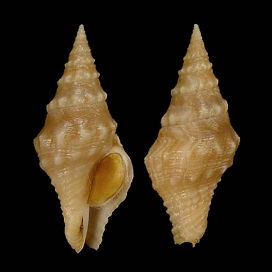 shellauction.net :: Clavatula sacerdos - 3578752