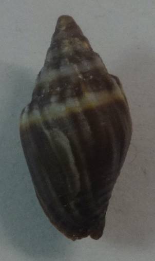 shellauction.net :: Strigatella tristis - 3578754